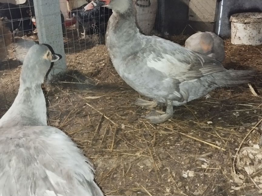 Лавандовые индоутки