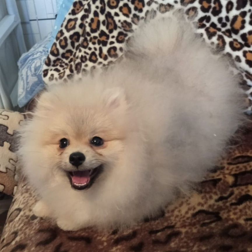 Шпиц померанский крем- соболь