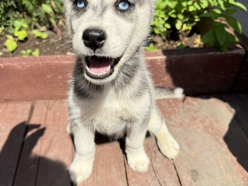 Щенки хаски