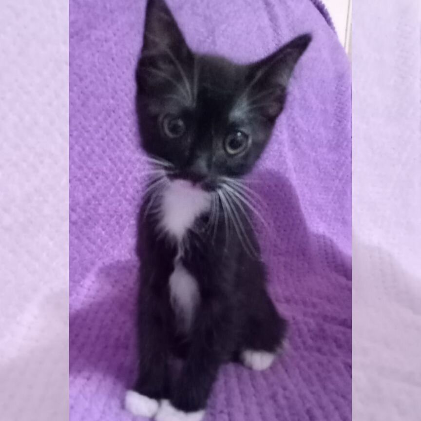 Котёнок в добрые руки