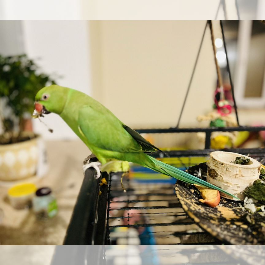 Ожереловый попугай ручной