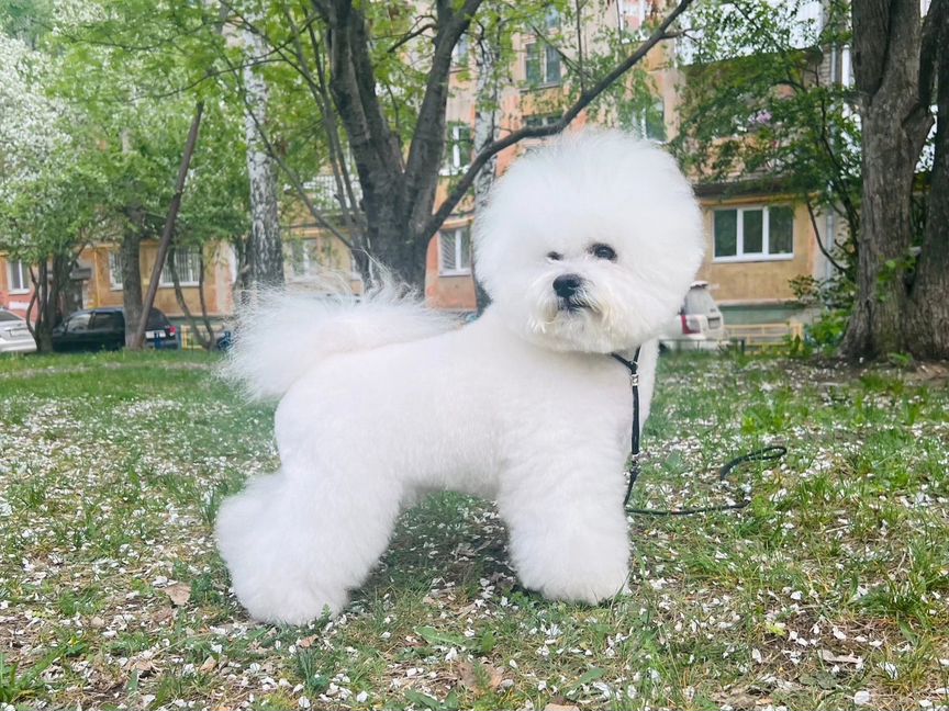 Бишон фризе кобель для вязки