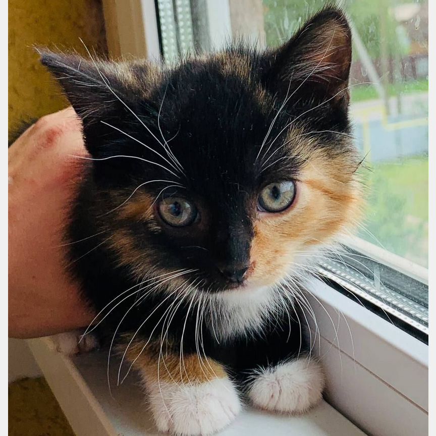 Котята