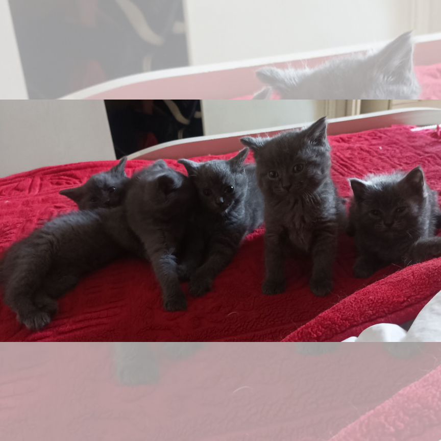 Шотландские прямоухие котята