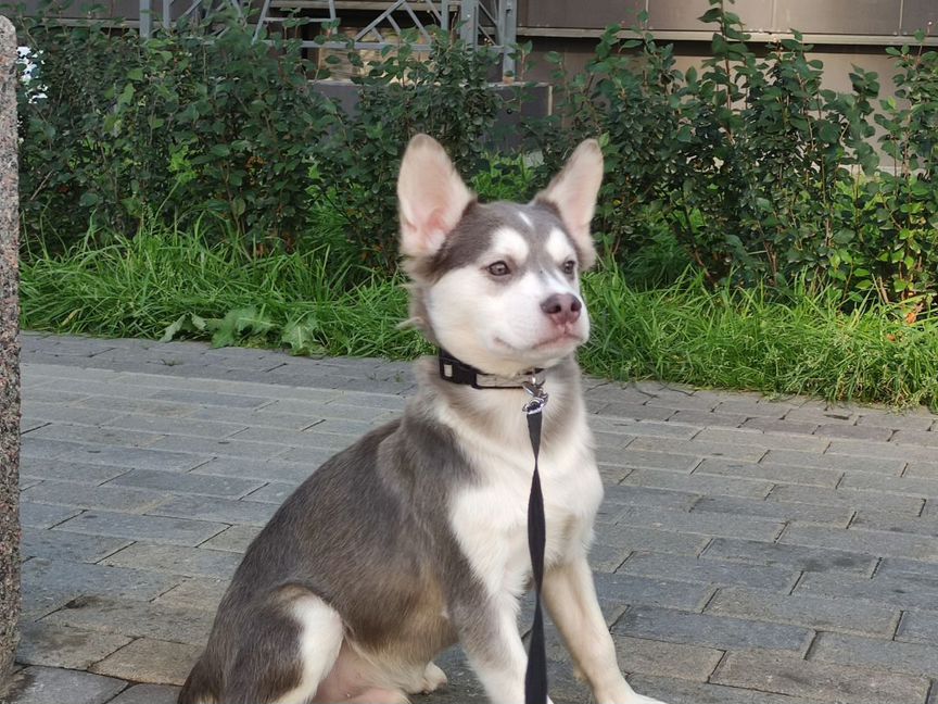 Щенок Хаски в добрые руки бесплатно