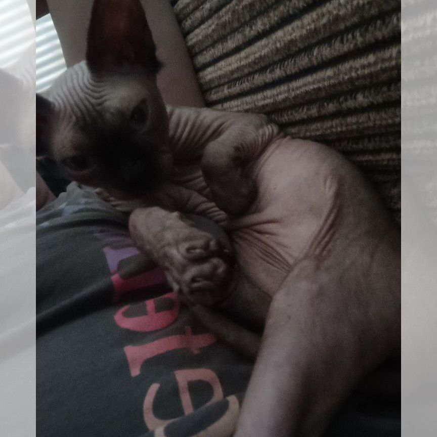 Канадский сфинкс котёнок