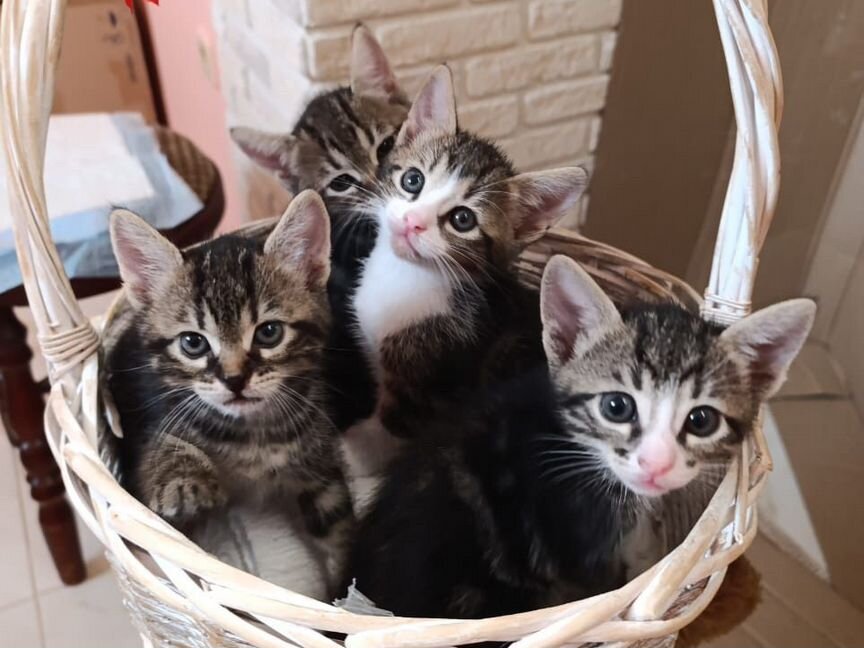 Котята в добрые руки 1 месяц