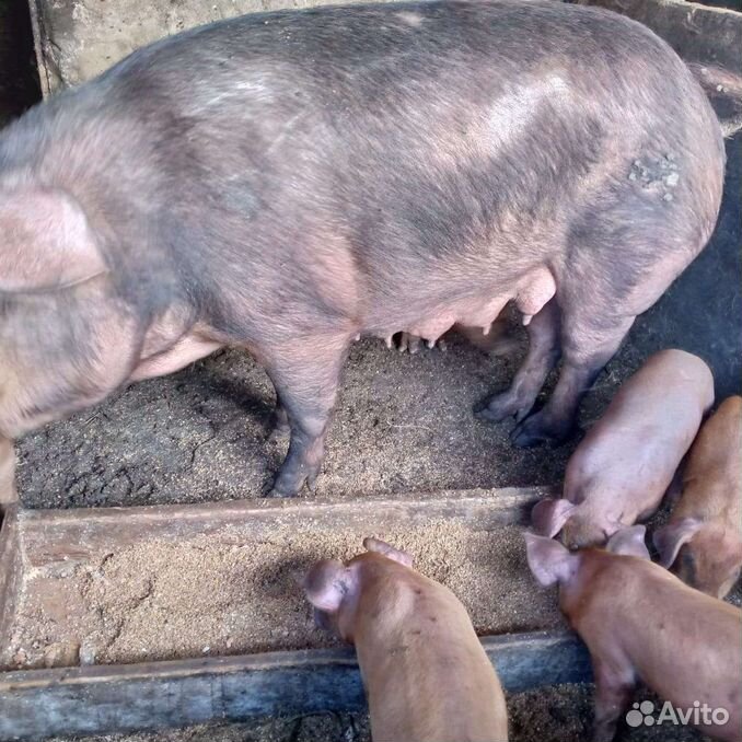 Дюрок-Пьетрен