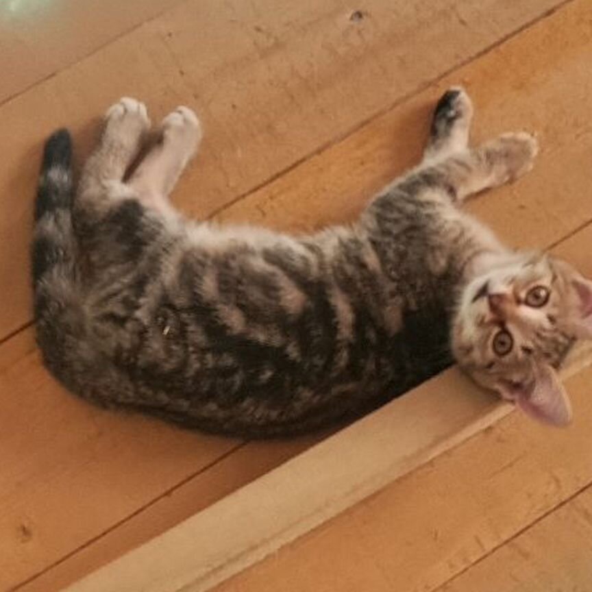 Сибирский котёнок