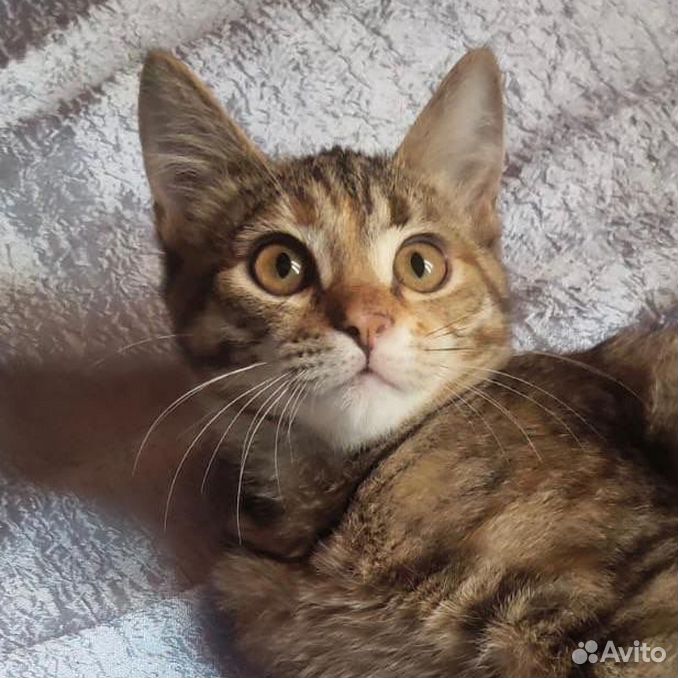 Котенок Лаки в добрые руки