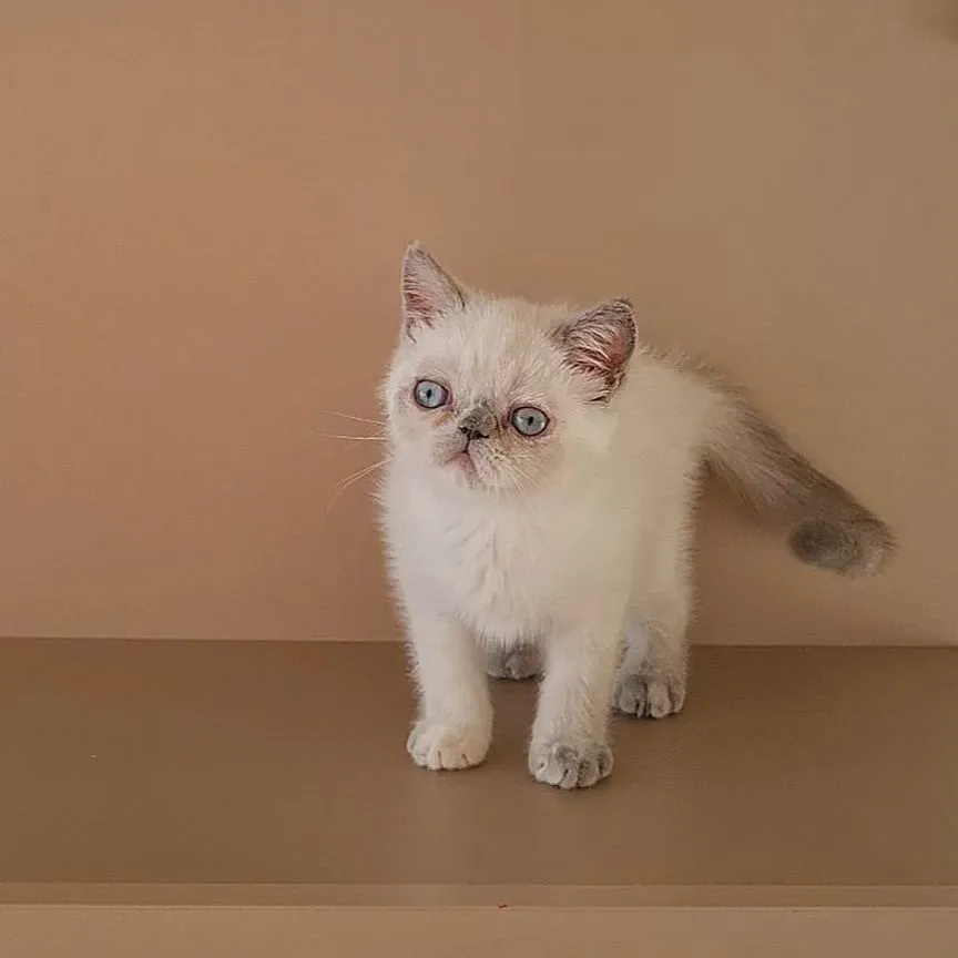 Котенок экзот