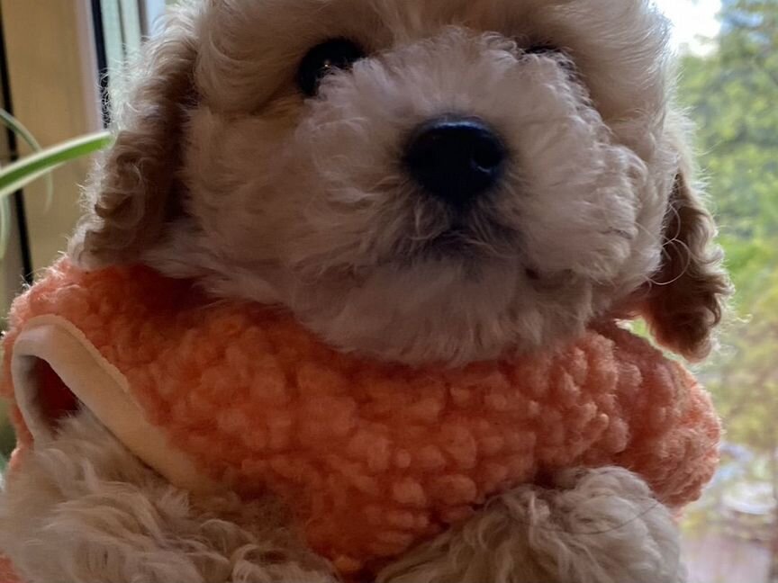 Мальтипу f1 красавчик