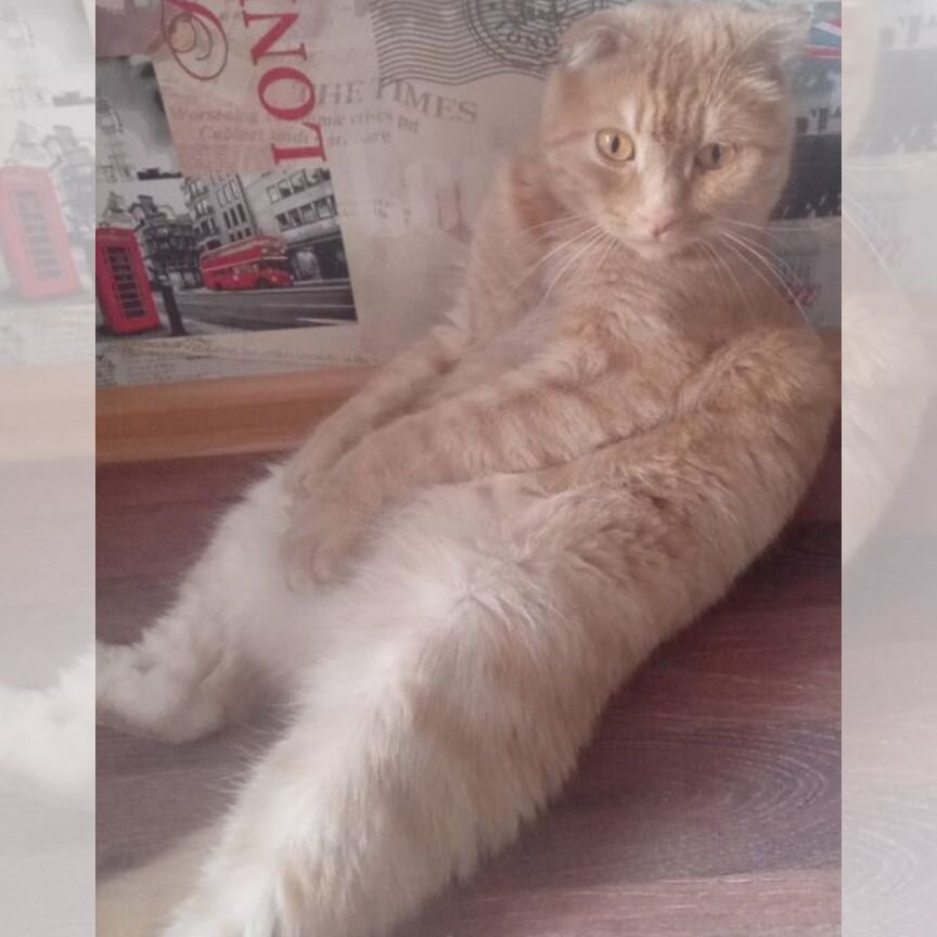 Шотландский вислоухий короткошёрстный, взрослый кот