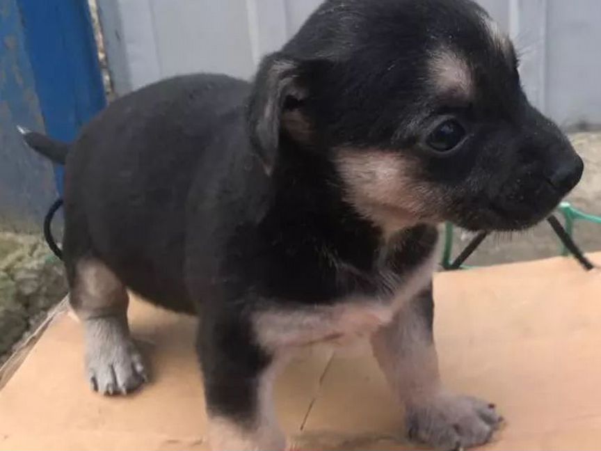 Щенки без породы