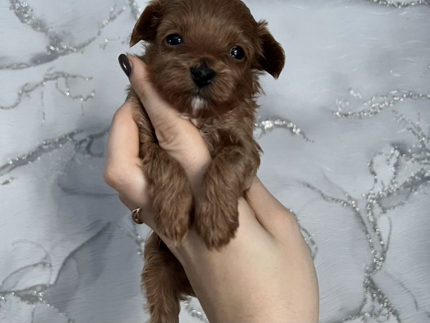 Мальтипу ф1 неоеально крутой мальчик Меллер