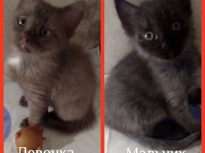 Котята 2 мес