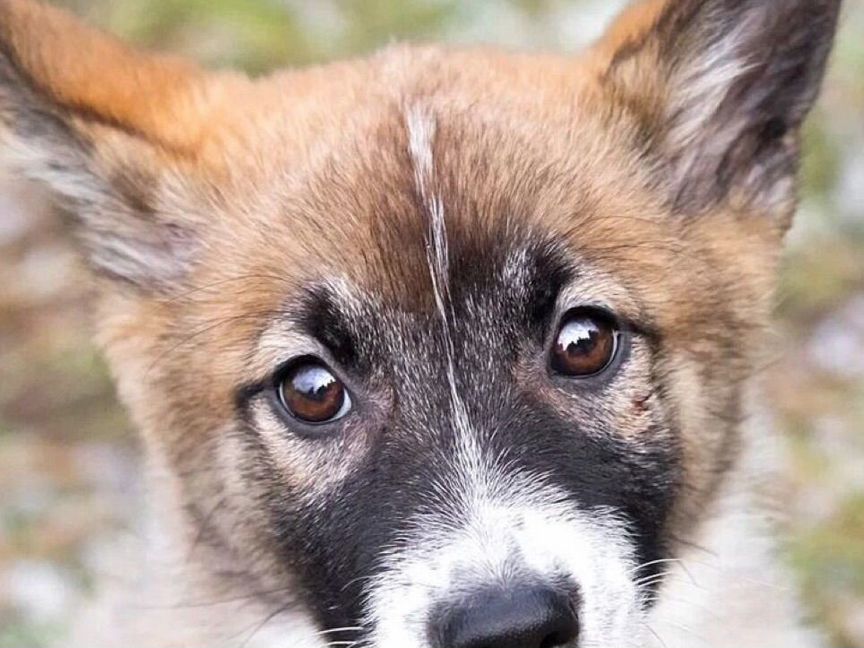 Щенок в добрые руки бесплатно