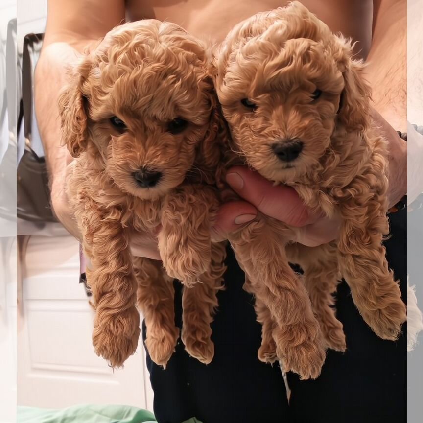 Карликовый пудель, щенок