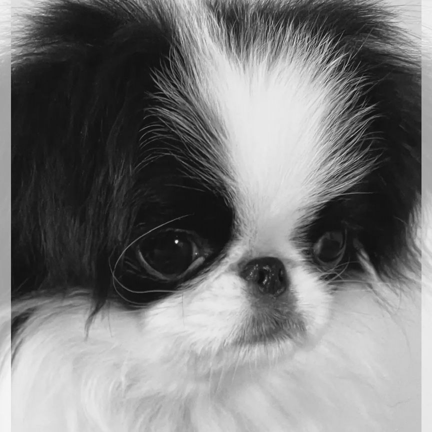 Японский хин, щенок