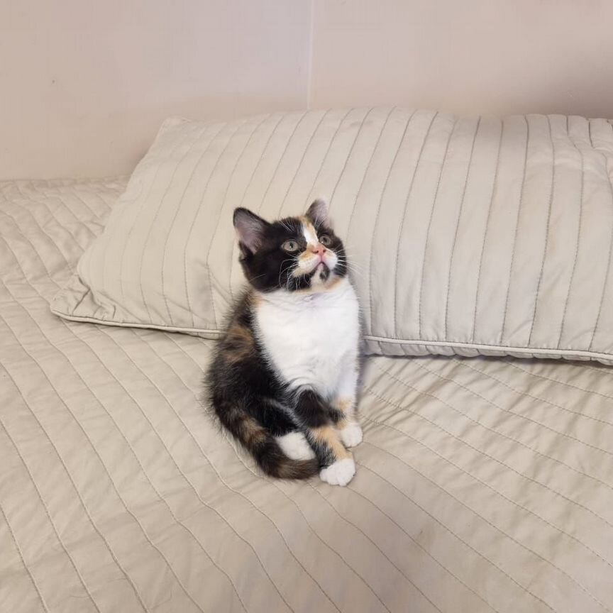 Котенок