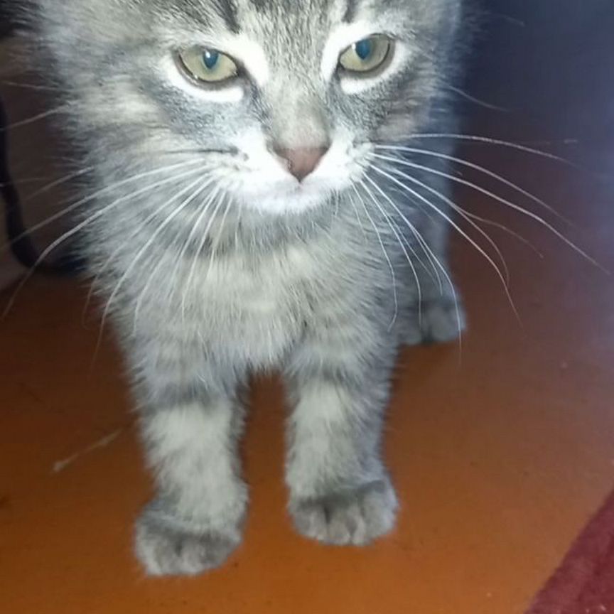 Вислоухие котята