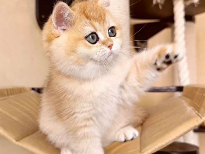 Британские золотые котята