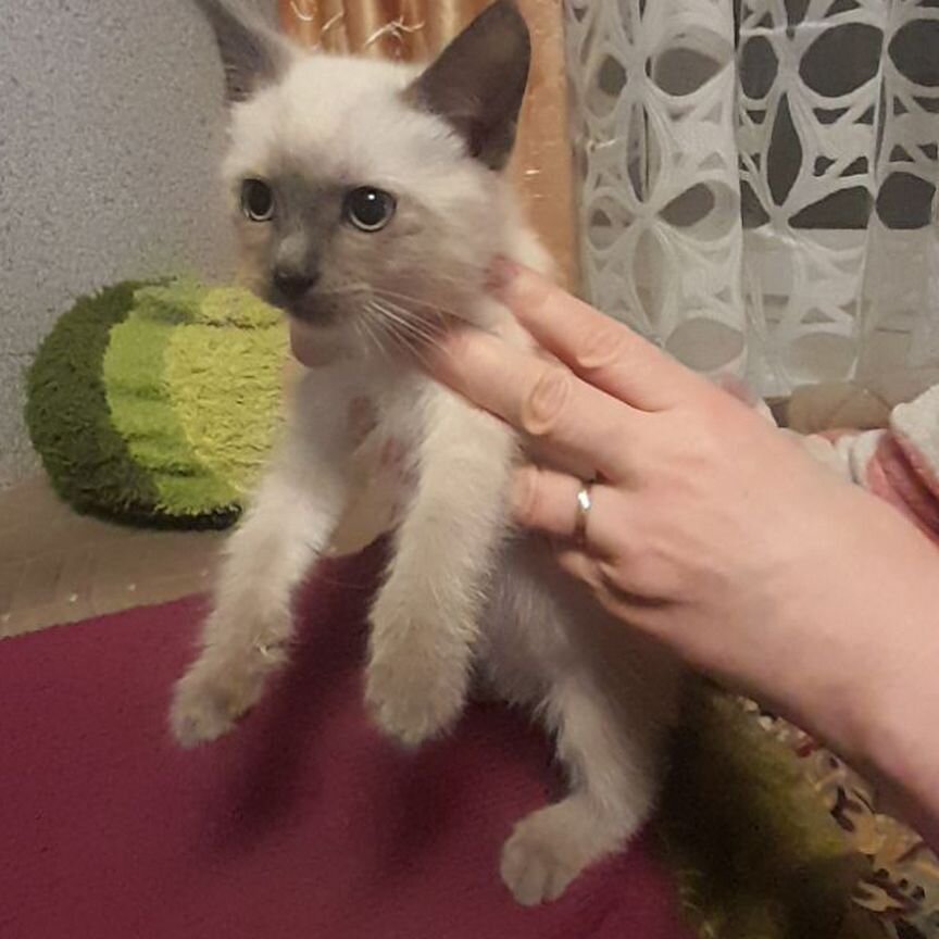 Канадский сфинкс котёнок