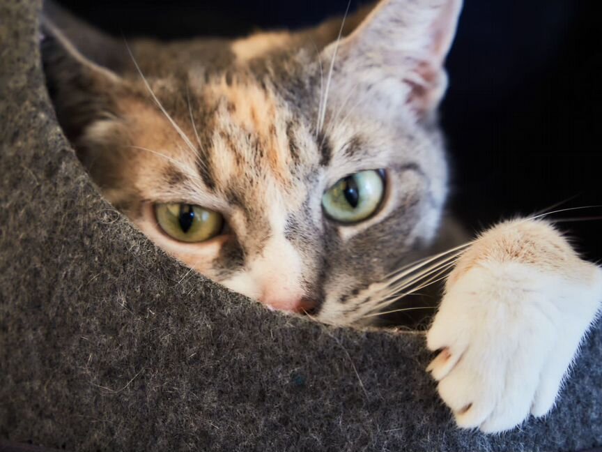 Я хочу домой мама где ты Котенок кошка в дар