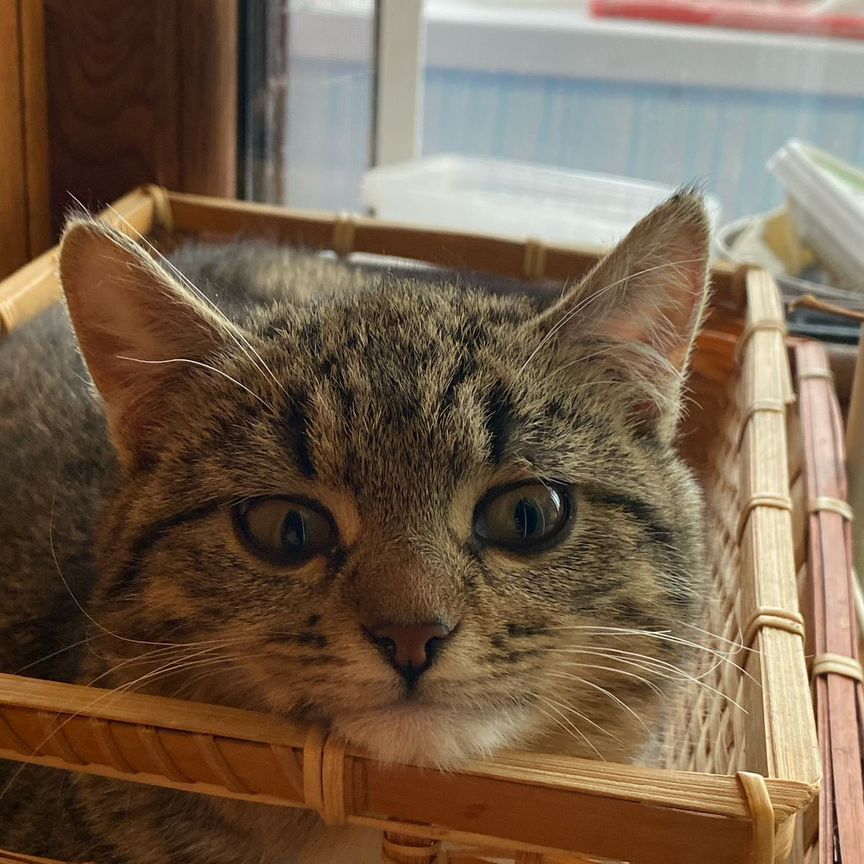 Стерилизованная кошечка