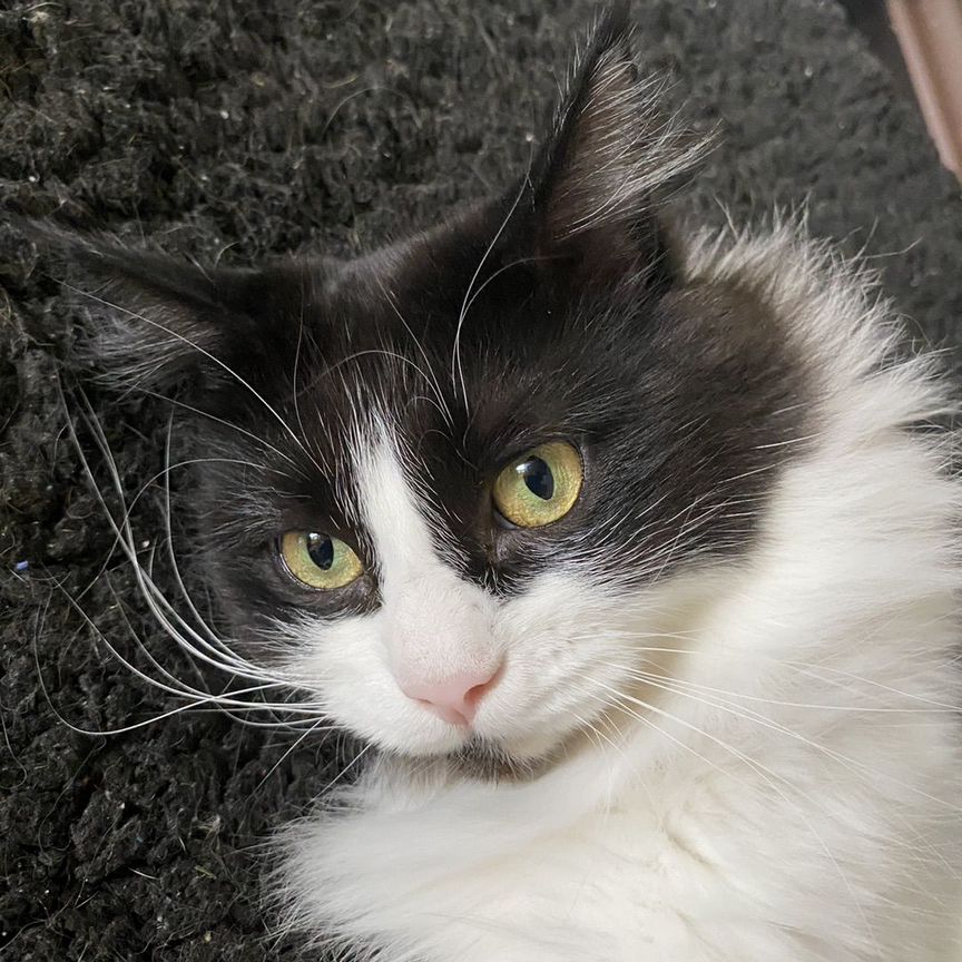 Кошка