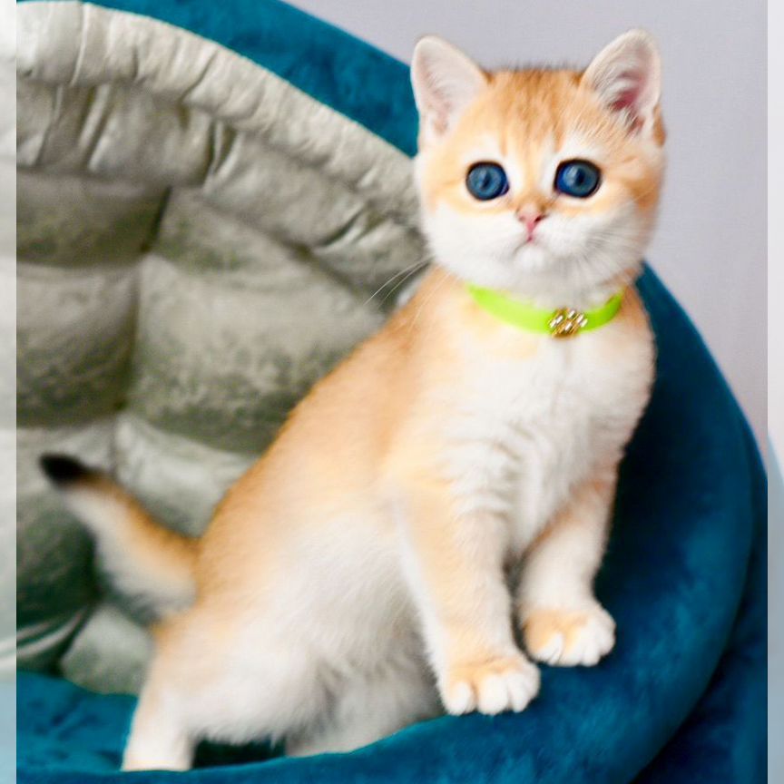 Золотая шиншилла мальчик Qadir