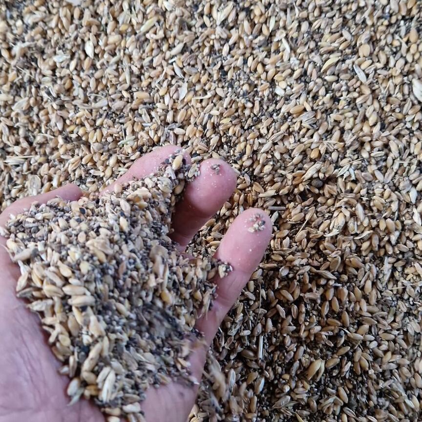 Продам зерноотходы, зерно