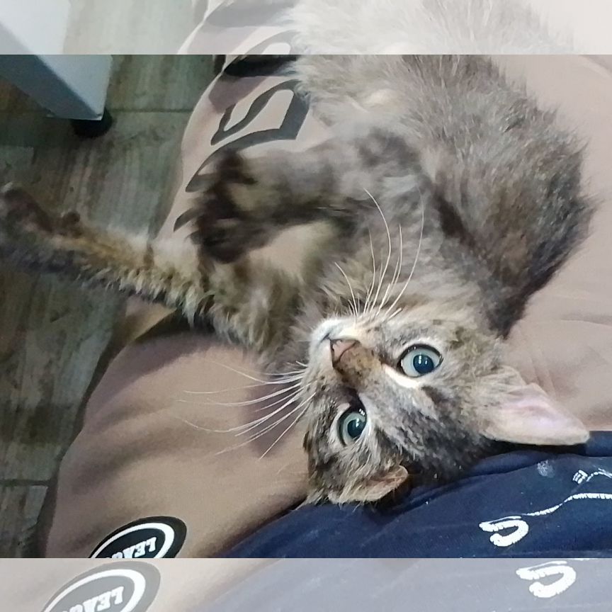 Котенок бесплатно