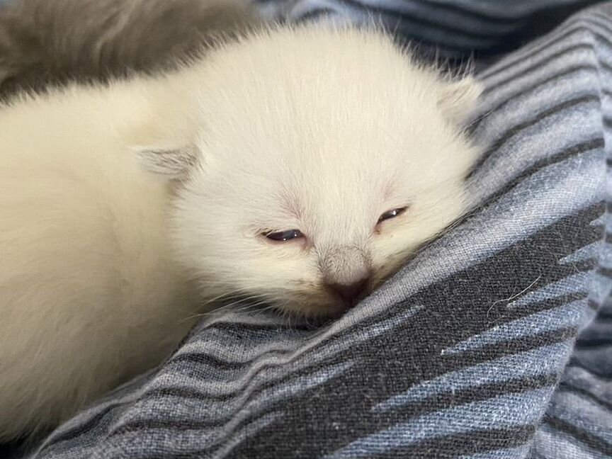 Сиамские котята