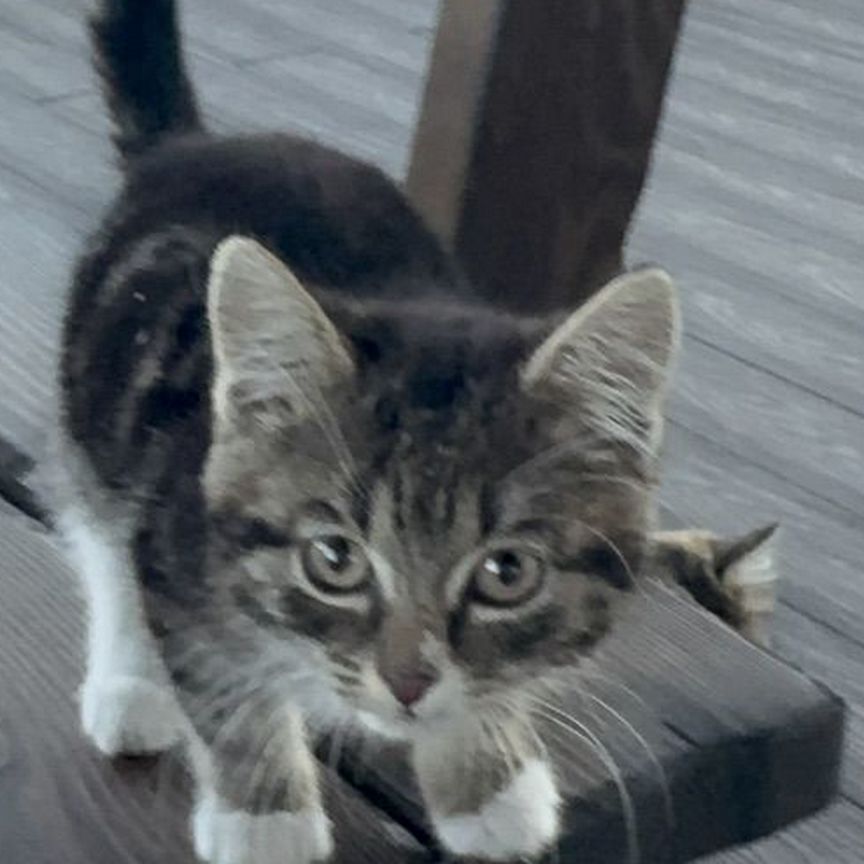 Котёнок в добрые руки