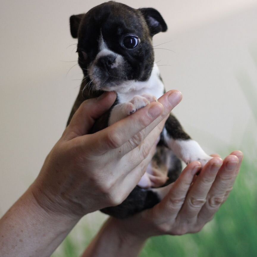 Микро бостон терьер. Большая редкость