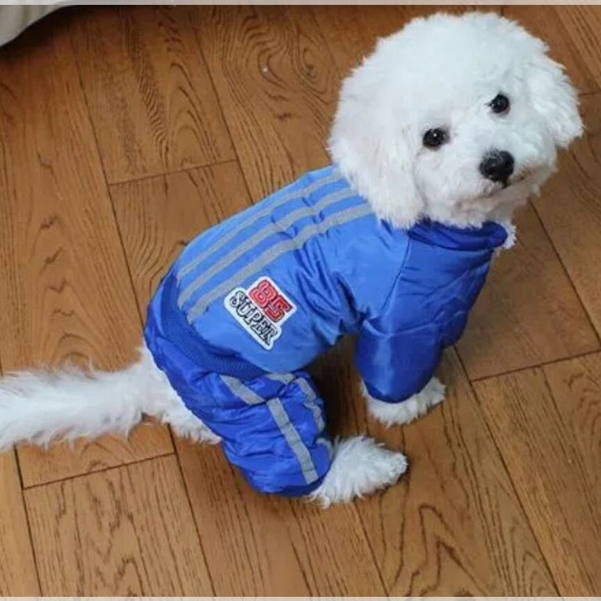 Одежда для собак