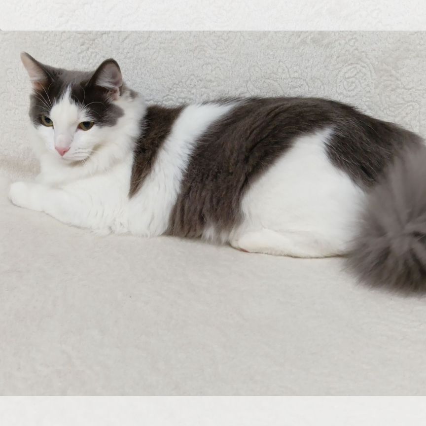 Котенок в добрые руки