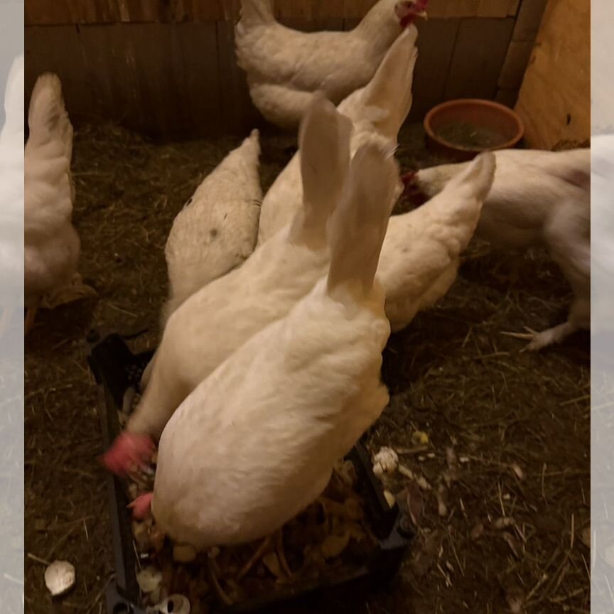 Куры несушки