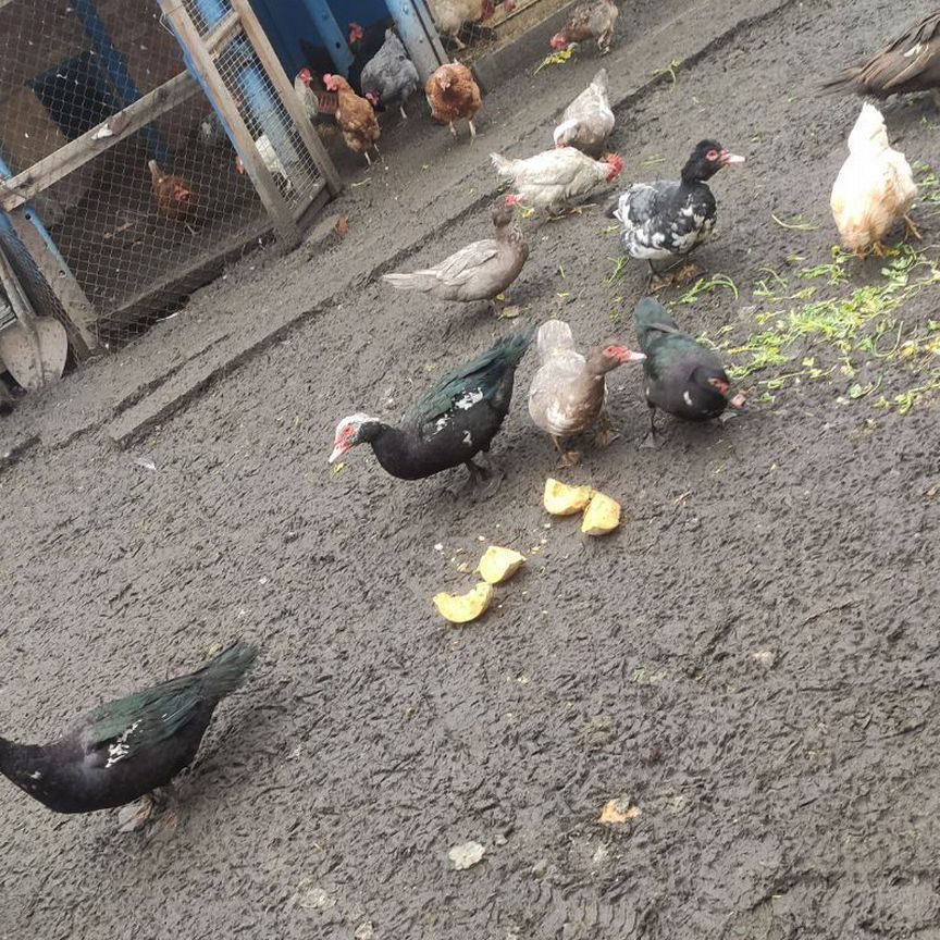 Утки и селезни