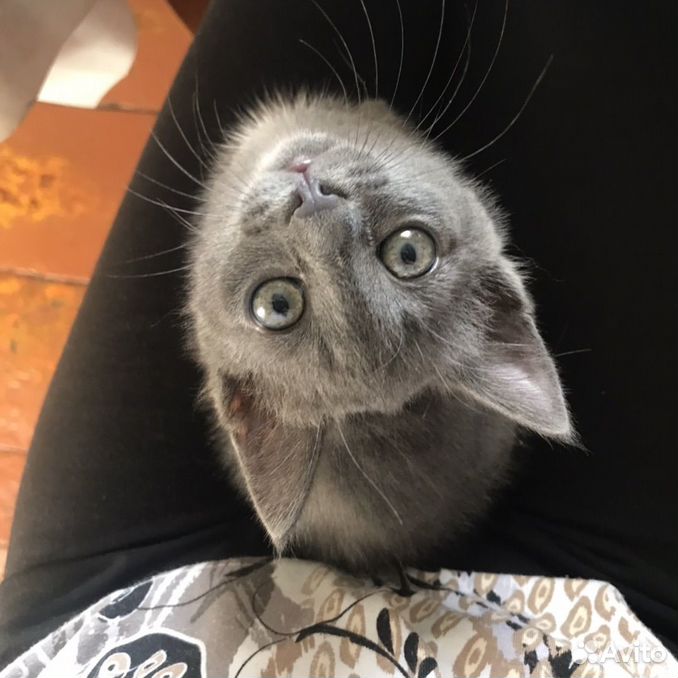 Котёнок Тыгыдымка