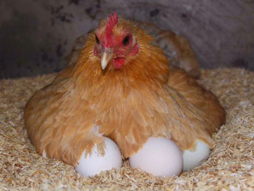 Подстилка для птицы. Стружка, опилки мешки и машин