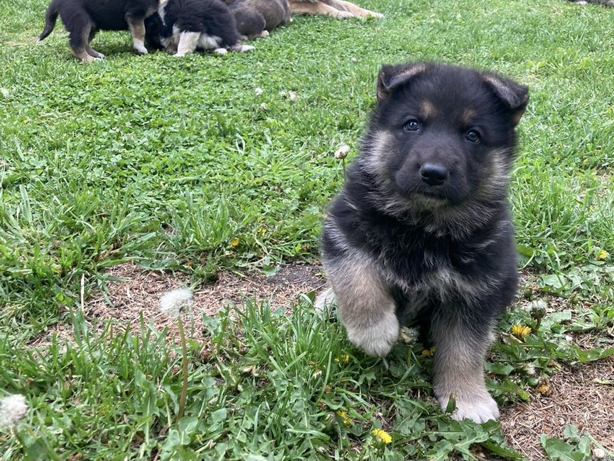Щенки немецкой овчарки метисы с лайкой