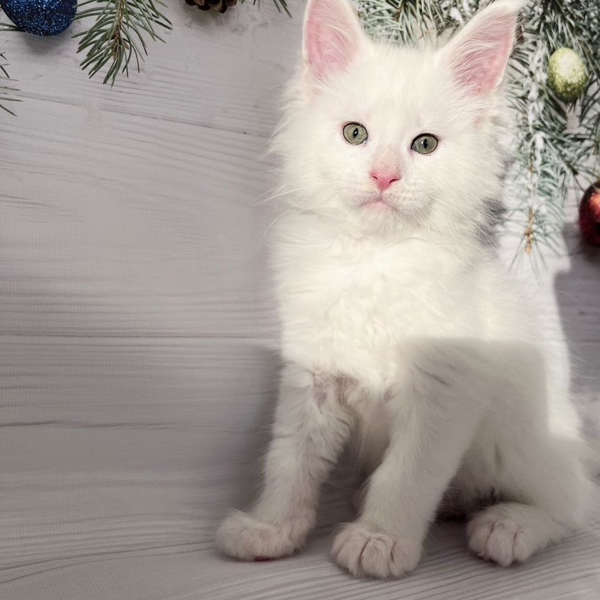 Мейн-кун котёнок