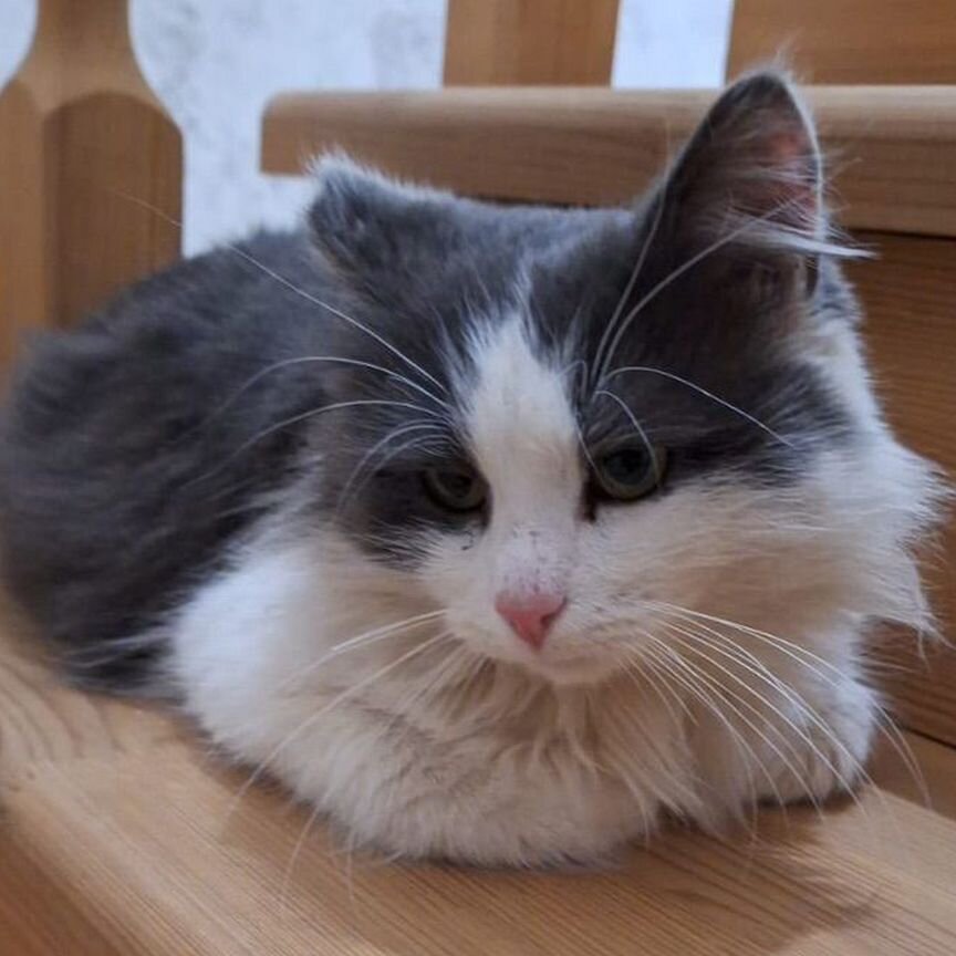 Нежнейший милый котик ищет дом
