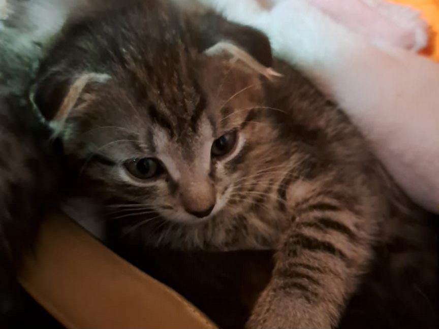 Кошка