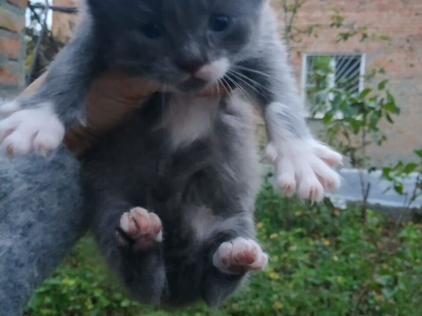 Котята в добрые руки бесплатно