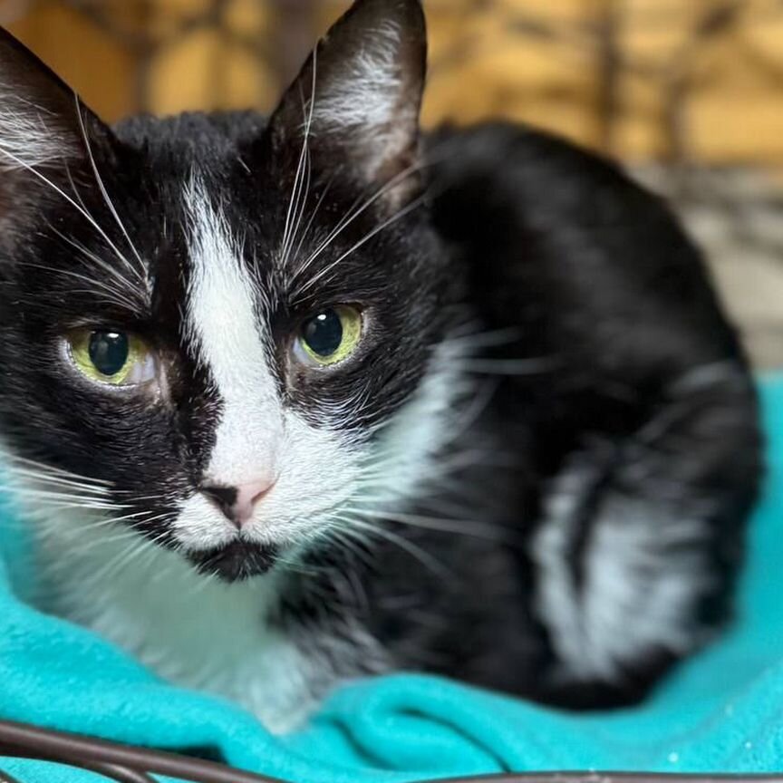 Взрослый кот в добрые руки