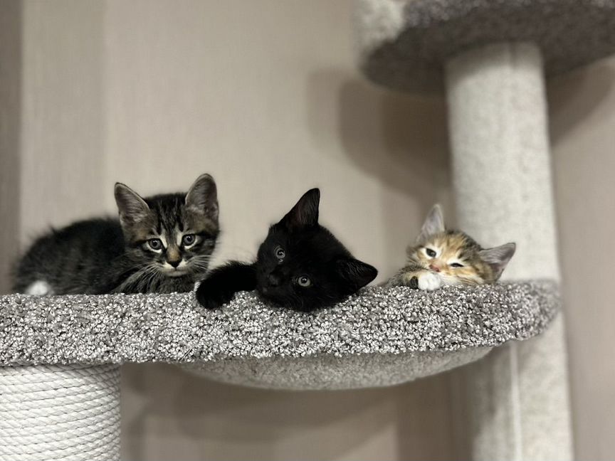 Котята курильский бобтейл