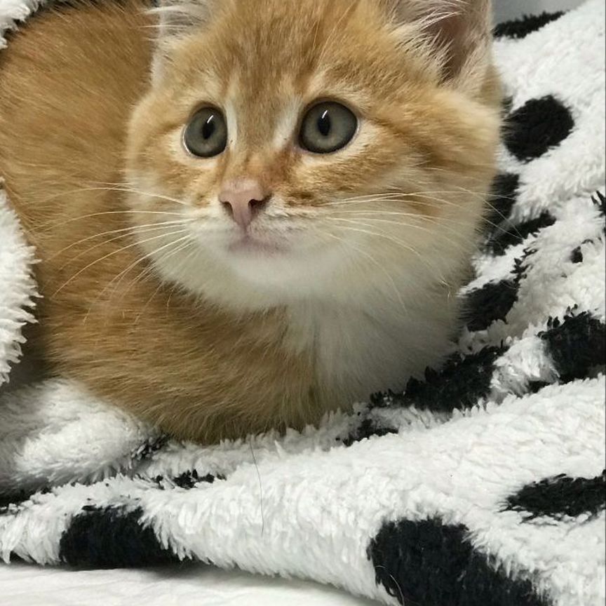 Рыжий котик